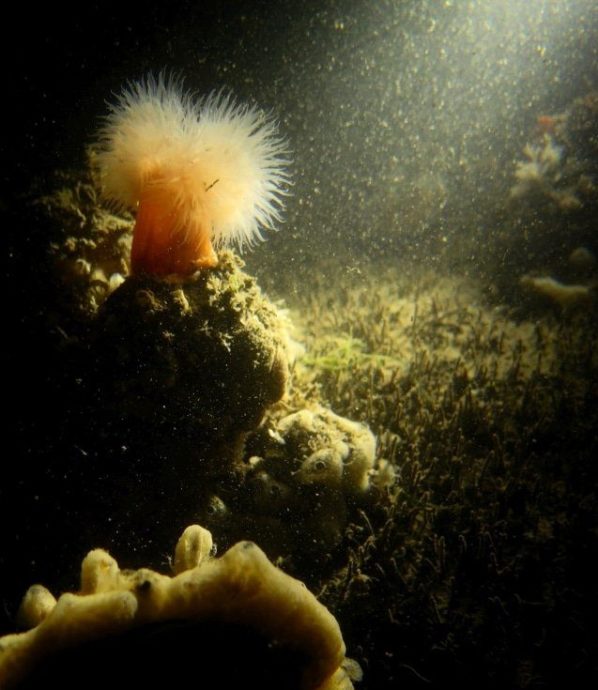 Diving Zeeland Netherlands the future "Number 1 diving place"