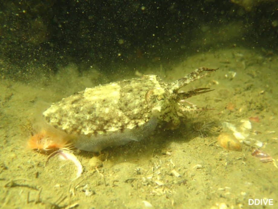 Diving Zeeland Netherlands the future "Number 1 diving place"
