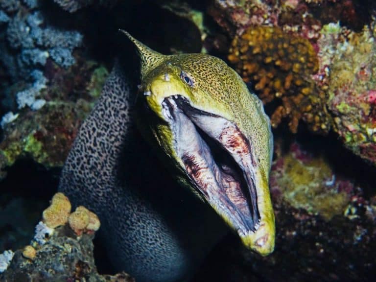 Murène : quel danger et faut-il vraiment en avoir peur