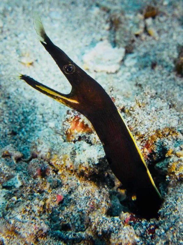 Moray eel : Should we be really afraid ? | Different Dive