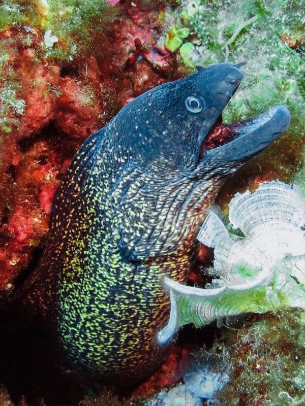 Moray eel : Should we be really afraid ? | Different Dive