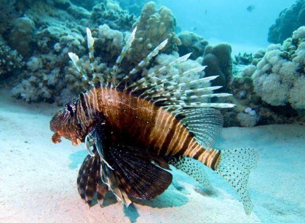 Piqure de rascasse : DANGER pourquoi vous devez vous méfier