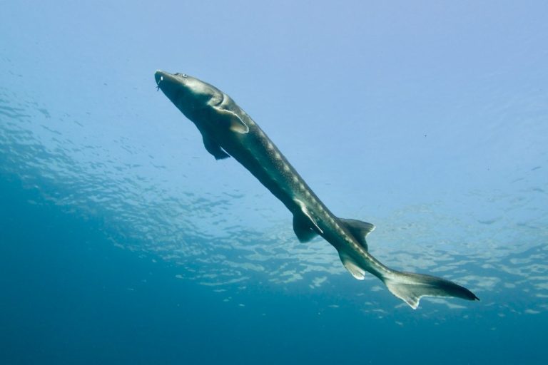 Carrière de Vodelée : le centre de plongée profonde