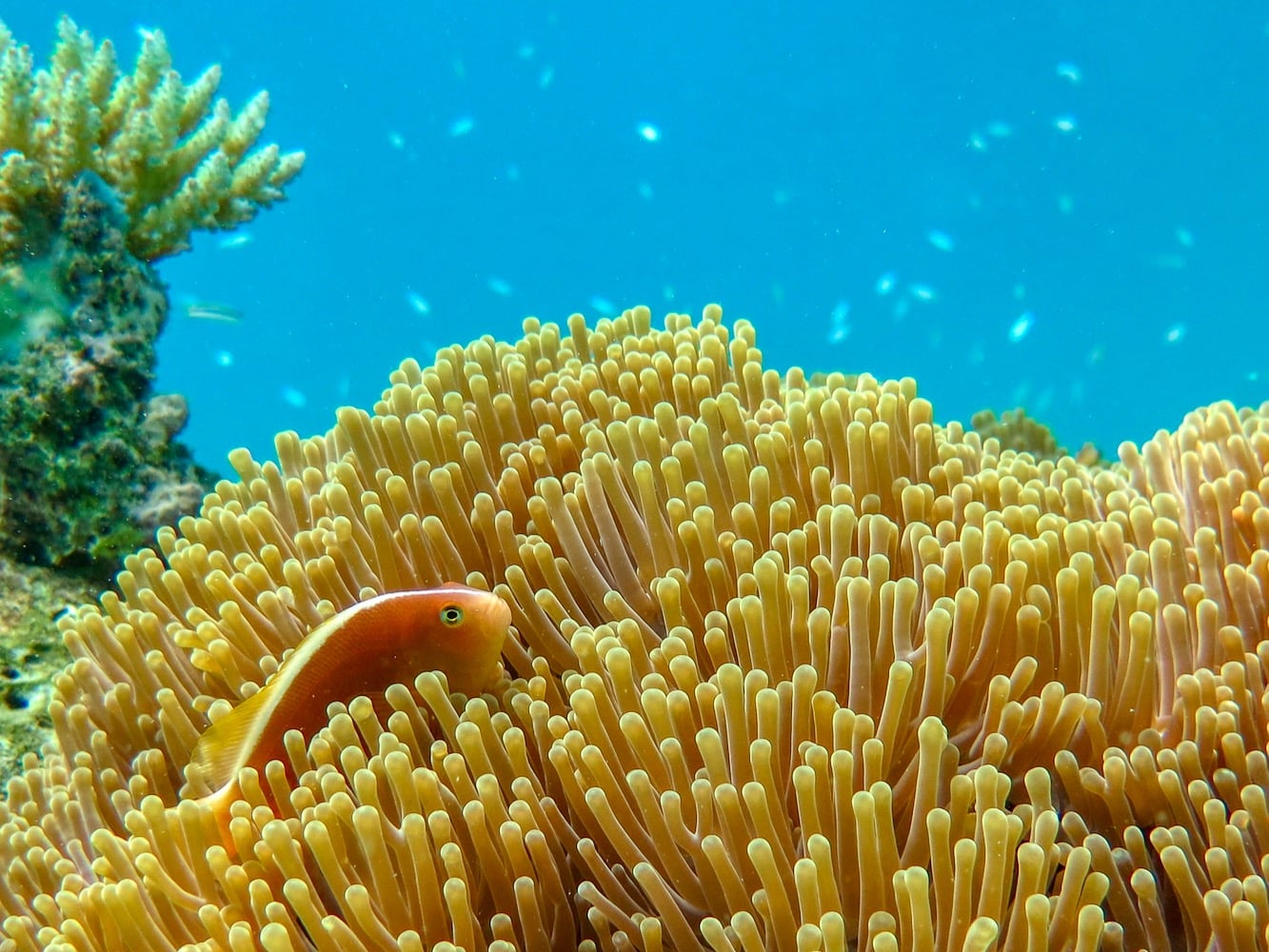 Langage des poissons-clown : savoir et comprendre | Different Dive