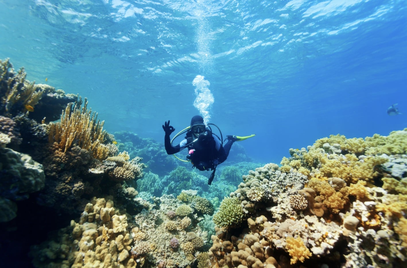 Commencer la plongée sous-marine : le guide complet