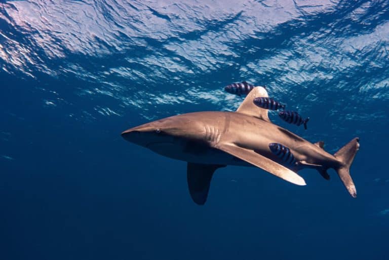Plongée avec les requins (Tout savoir pour ne pas se tromper)