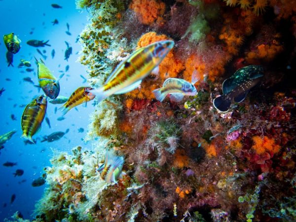 Plonger en Algérie : les plus beaux sites de Méditerranée ? | Different Dive