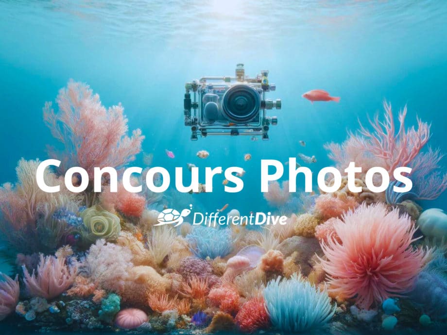 Concours Photo 2024 : l'univers sous-marin captive ton été